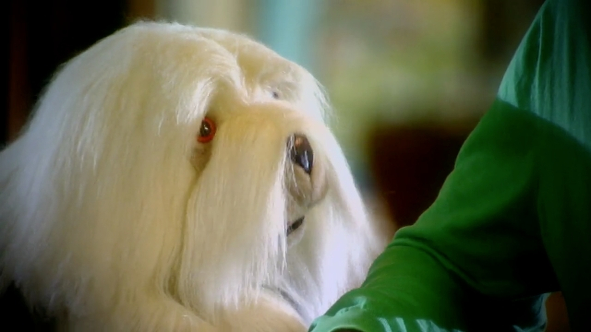 Lieve Samson - Studio 100 GO